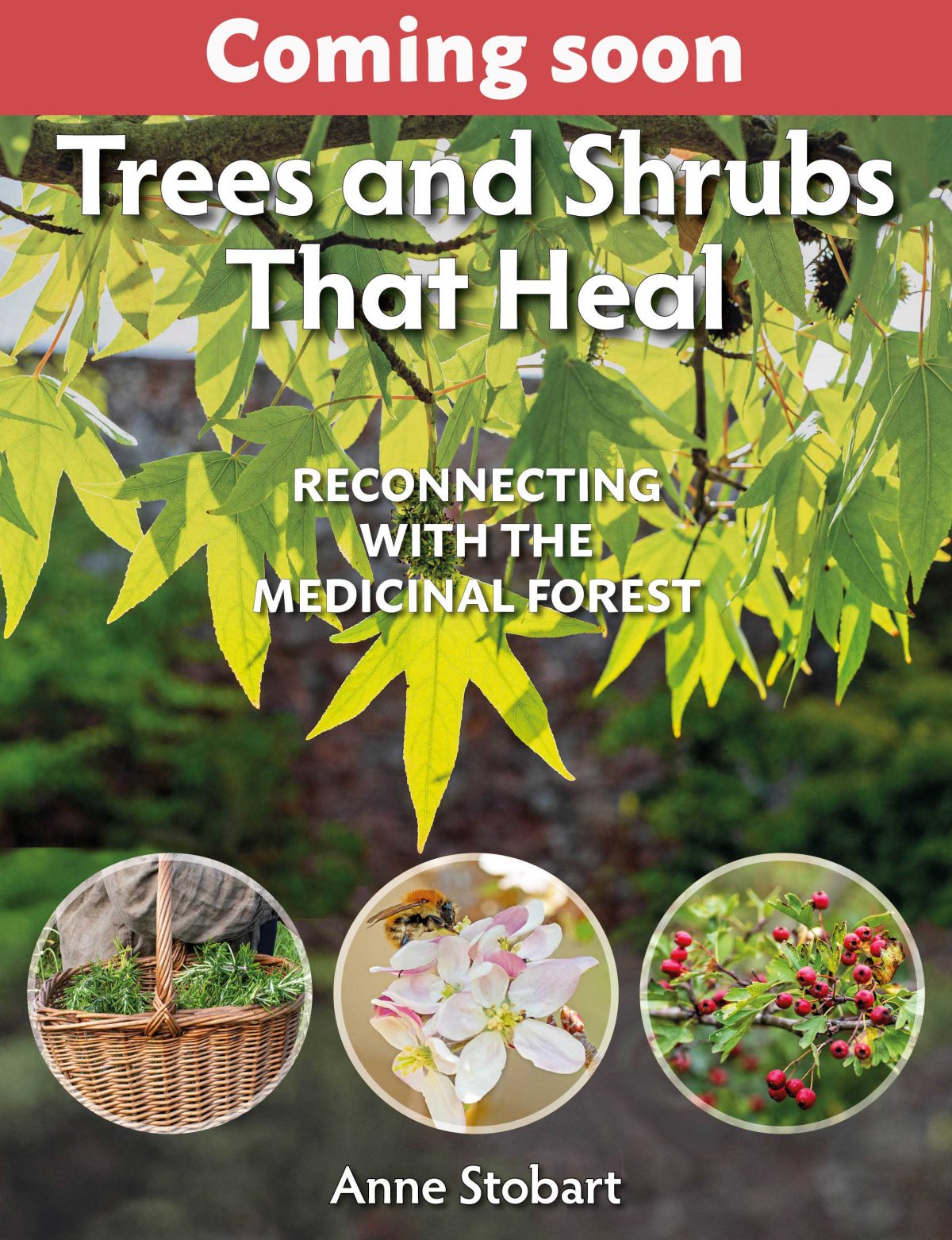 Trees and Shrubs That Heal: Reconnecting With The Medicinal Forest ...