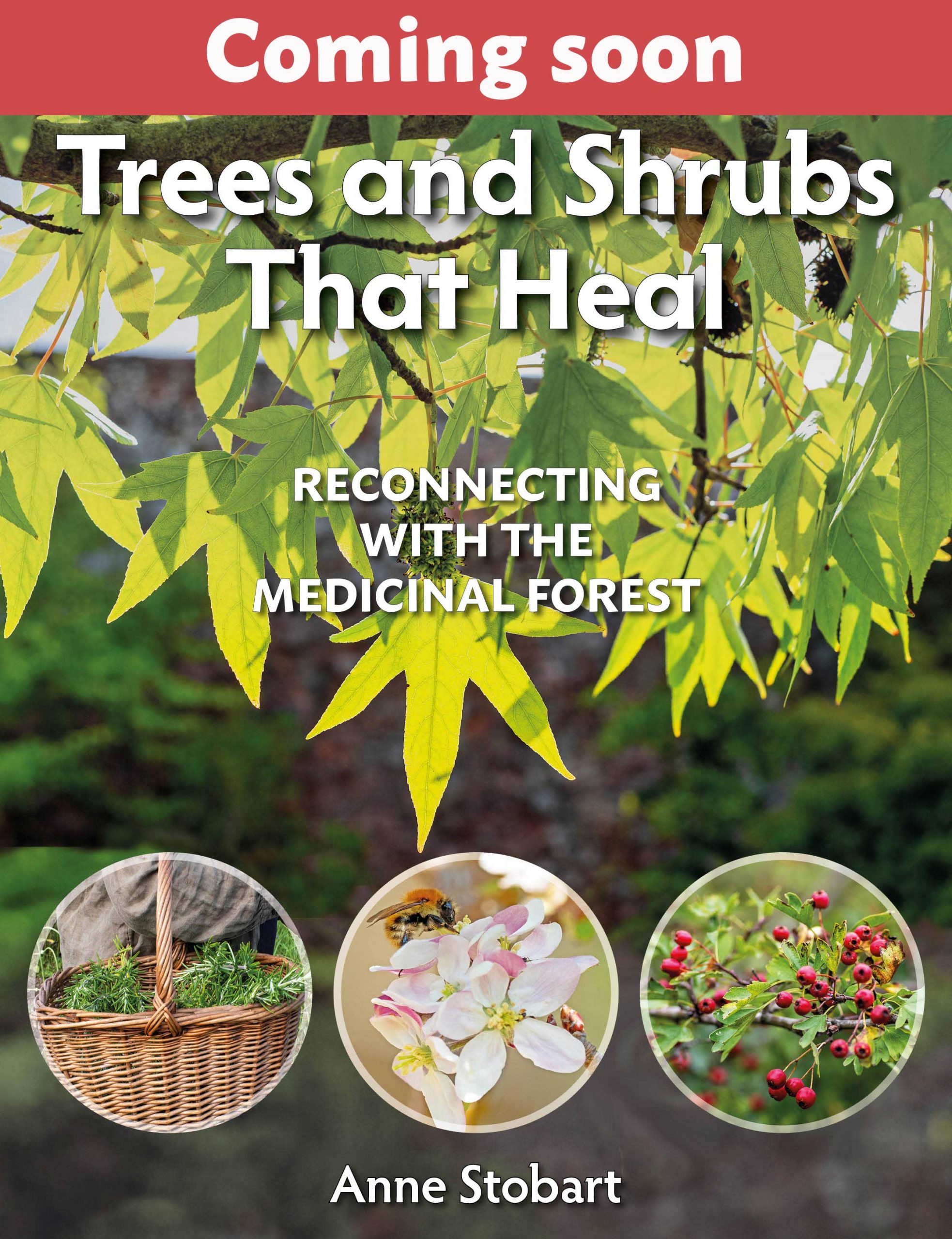 Trees and Shrubs That Heal: Reconnecting With The Medicinal Forest ...
